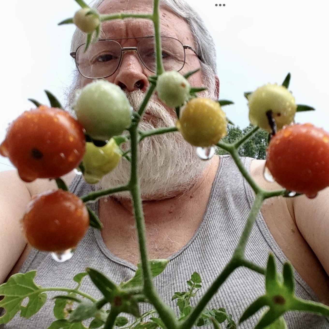 Good Grief! Here Comes The Tomato Crisis! - A Friendly Letter
