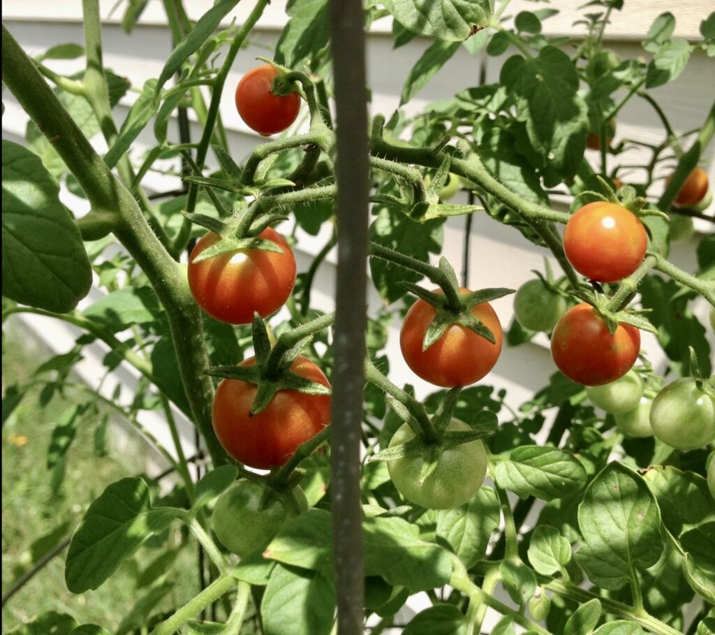 Good Grief! Here Comes The Tomato Crisis! - A Friendly Letter