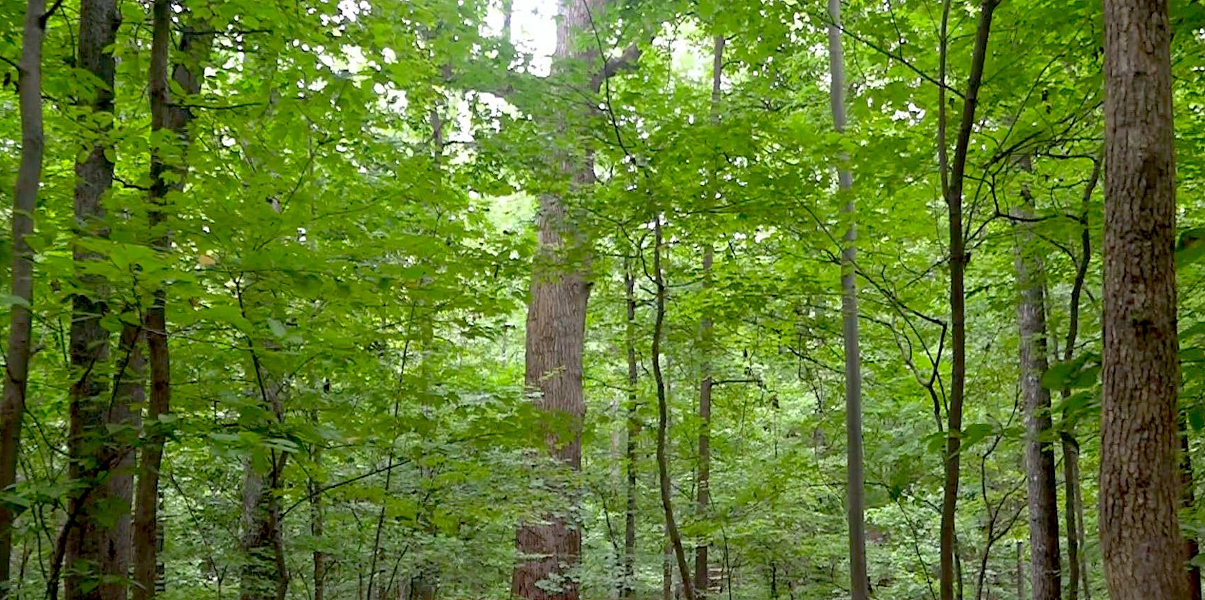 Quaker Colleges & another Corona Crisis - A Friendly Letter